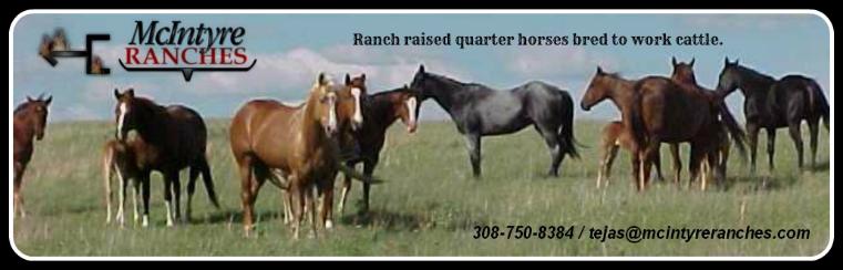 McIntyre Ranches - Stallion Alley - Quarterhorses For Sale